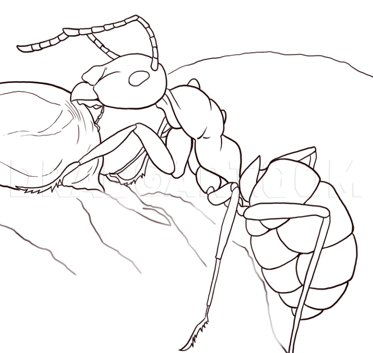 40+ Gambar Mewarnai Semut Kartun Mudah & Simple (2024)